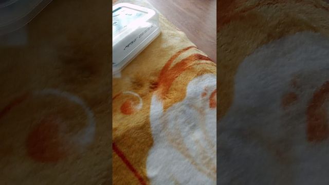 муравьиный лев