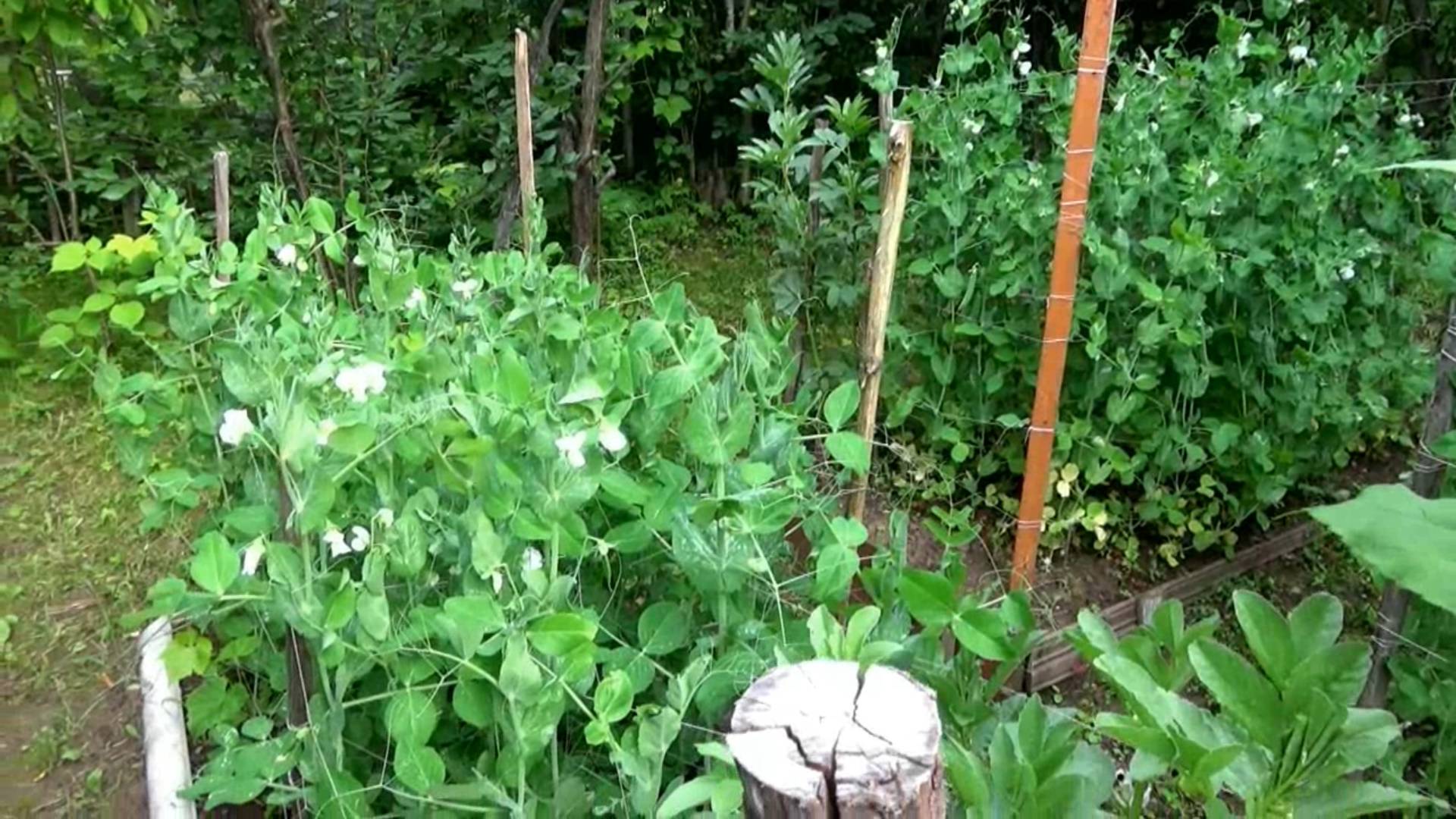 В огороде созревает горох. Сорт "Воронежский"