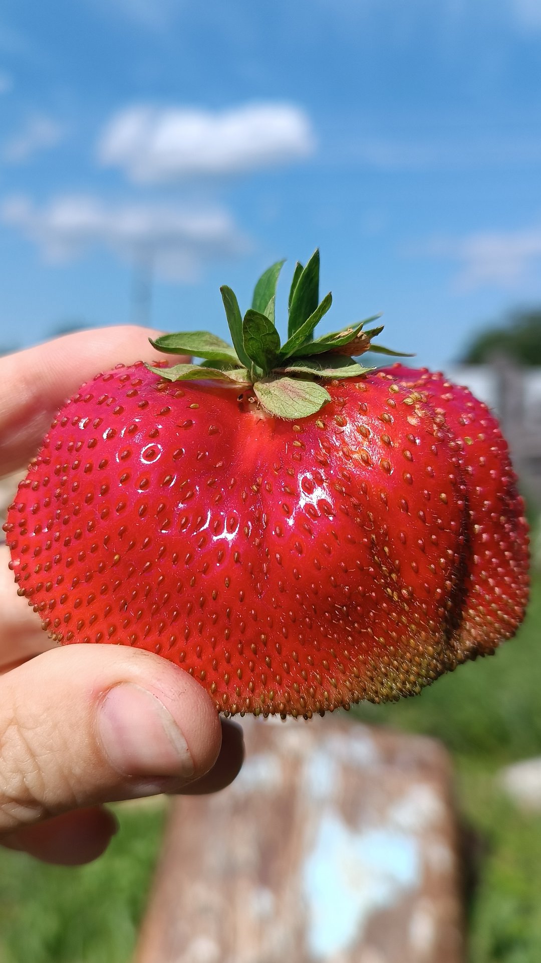 Тонкости полива клубники. Это важно!