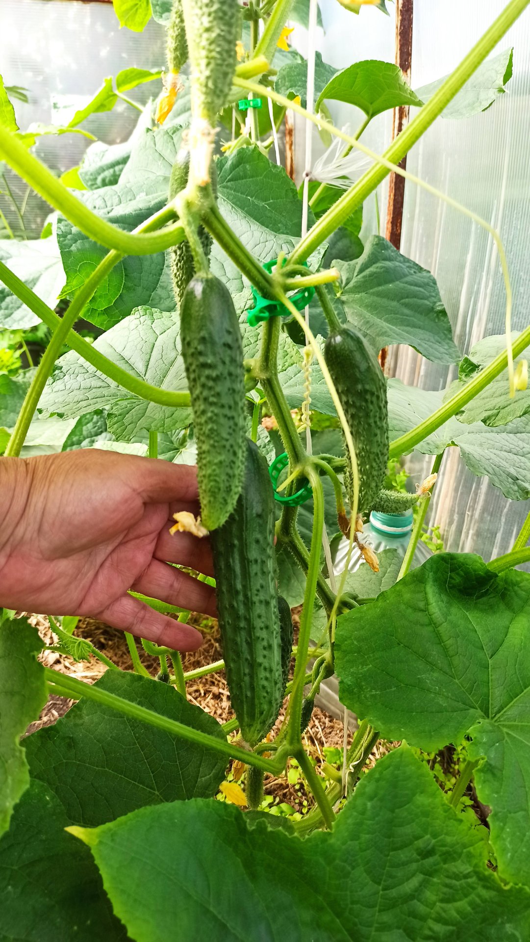 НАСТОЙ ЧЕСНОКА ОТ ПАУТИННОГО КЛЕЩА#огород #отпаутинногоклеща #клещнаогурцах #дача #средствонародное