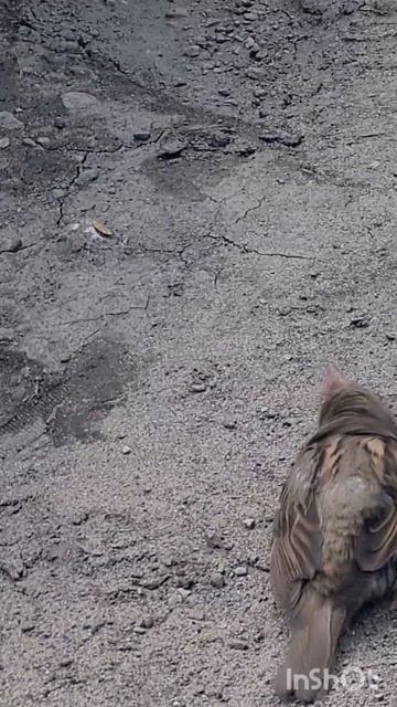 Воробушек в грязи купается. Придёт домой чистый), воробьиха обрадуется