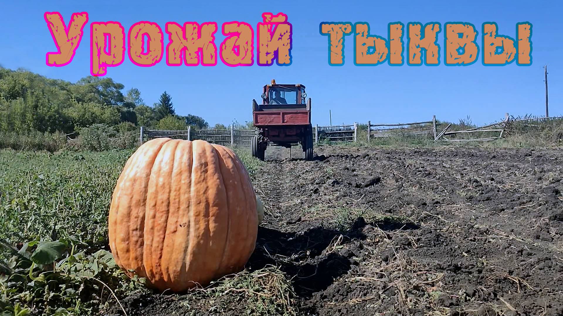 Урожай тыквы. Убираем на тракторе т-16.