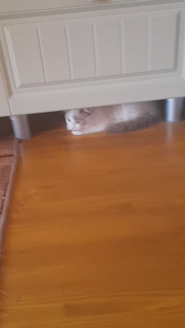 Мне котёнка подарили!!!