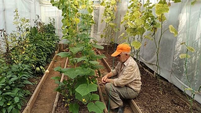 Огурцы Почему я высаживаю огурцы в две очереди, чтобы до самой поздней осени собирать свежий урожай