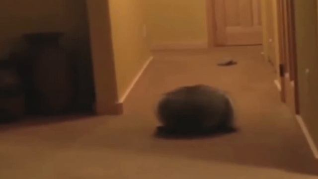 Енот после физры Raccoon after physical education