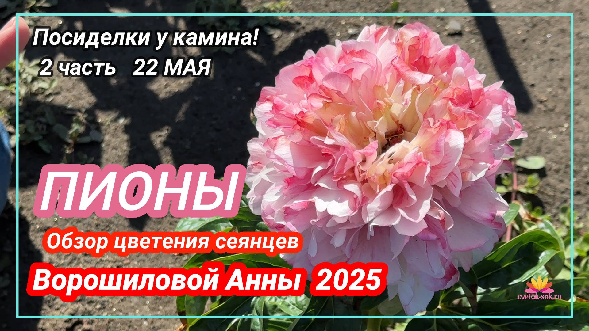 Посиделки у камина: обзор цветения сеянцев пионов Ворошиловой А.Б.! Часть 2 / Сад Ворошиловой