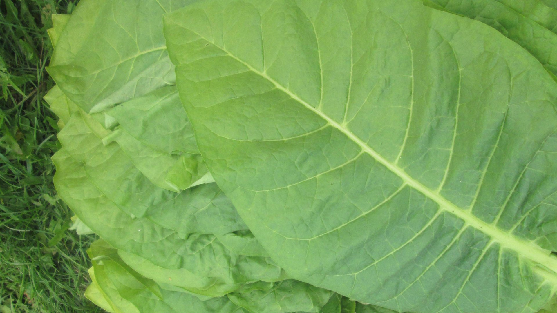 Первая ломка табака Трапиизонд 92