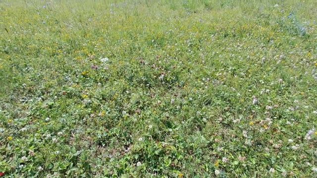 Прогулка по нашим лугам