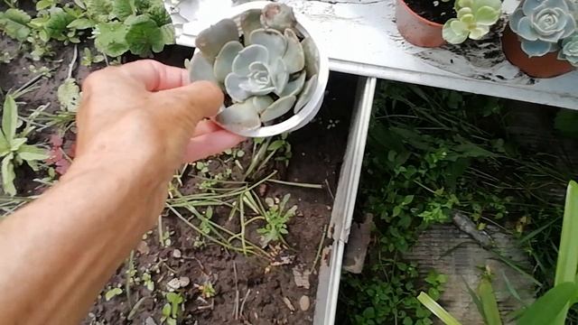 Эхеверии на улице