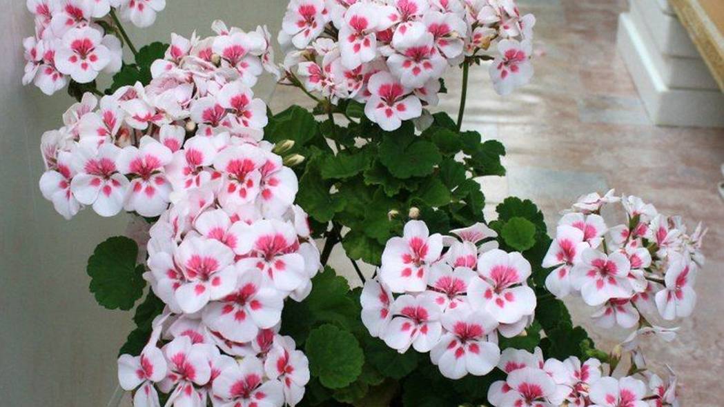 Одна Ложка Под Любой Комнатный  Цветок и Пышное Цветение  Обеспечено!