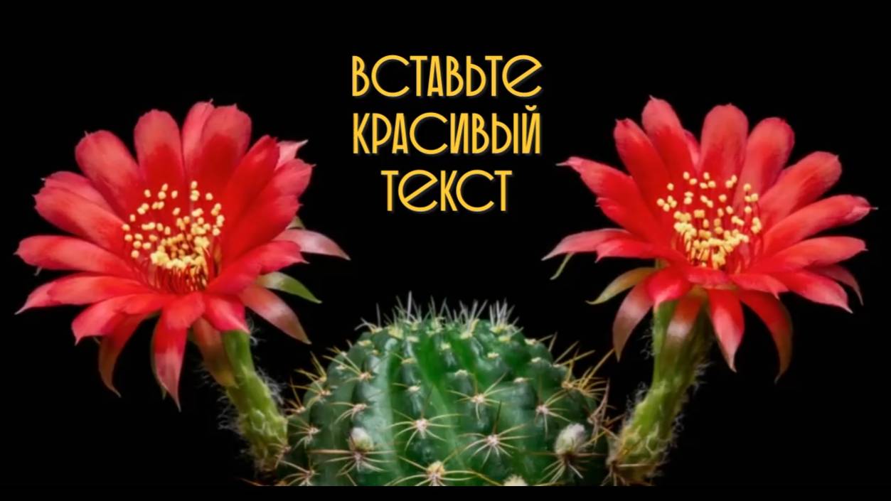 Цветы кактуса распускаются футажи для видеомонтажа free