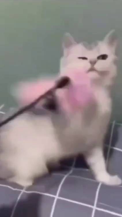 Кошечка обиделась, что с ней больше не играют