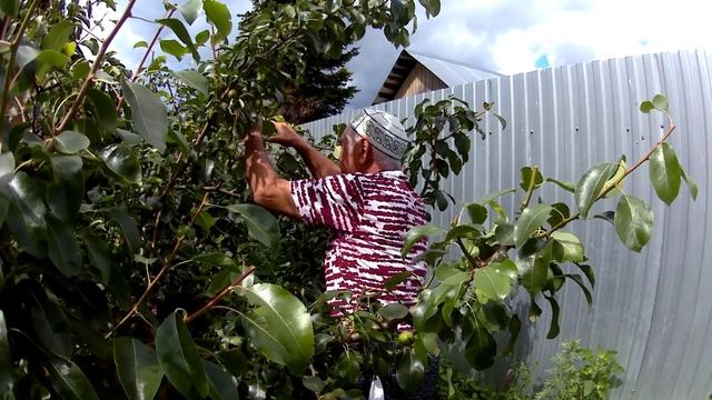 Летняя обрезка яблонь по совету