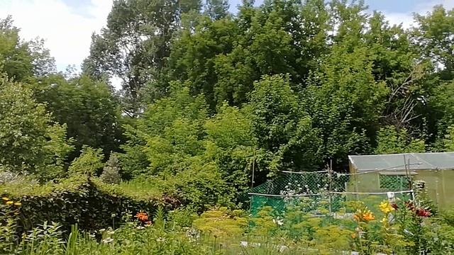 Сад на 8 июля 2025г- одним глазком