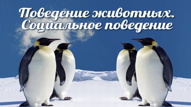 Социальное поведение животных # 1.3. Ансамбли многоклеточности