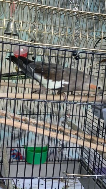 птичка в гости приходила