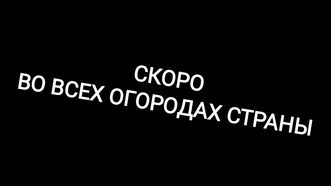 СКОРО ВО ВСЕХ ОГОРОДАХ СТРАНЫ. Чесночная лихорадка: готовимся к уборке!