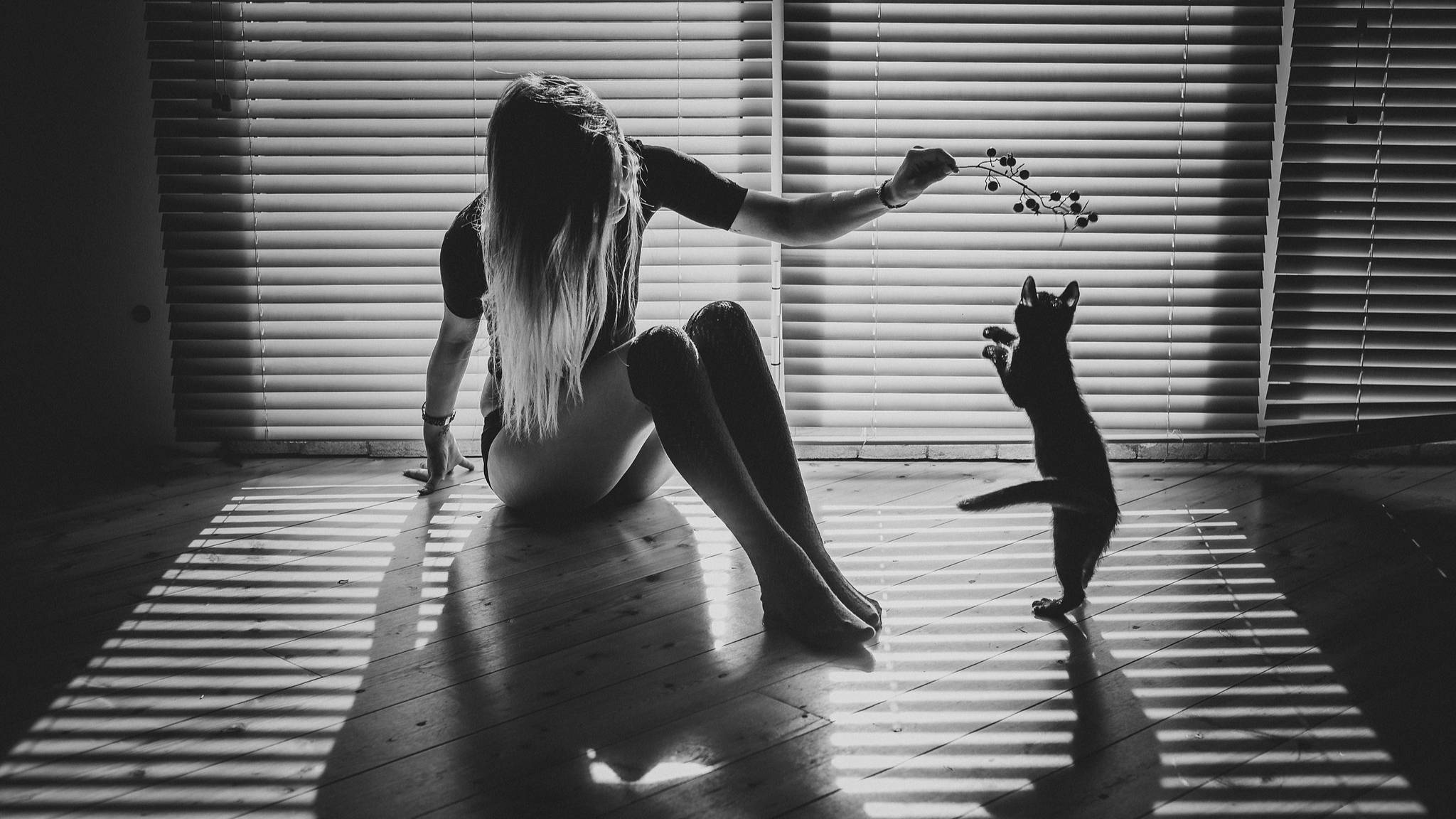 DA 108 - Черный кот перфоманс 2020