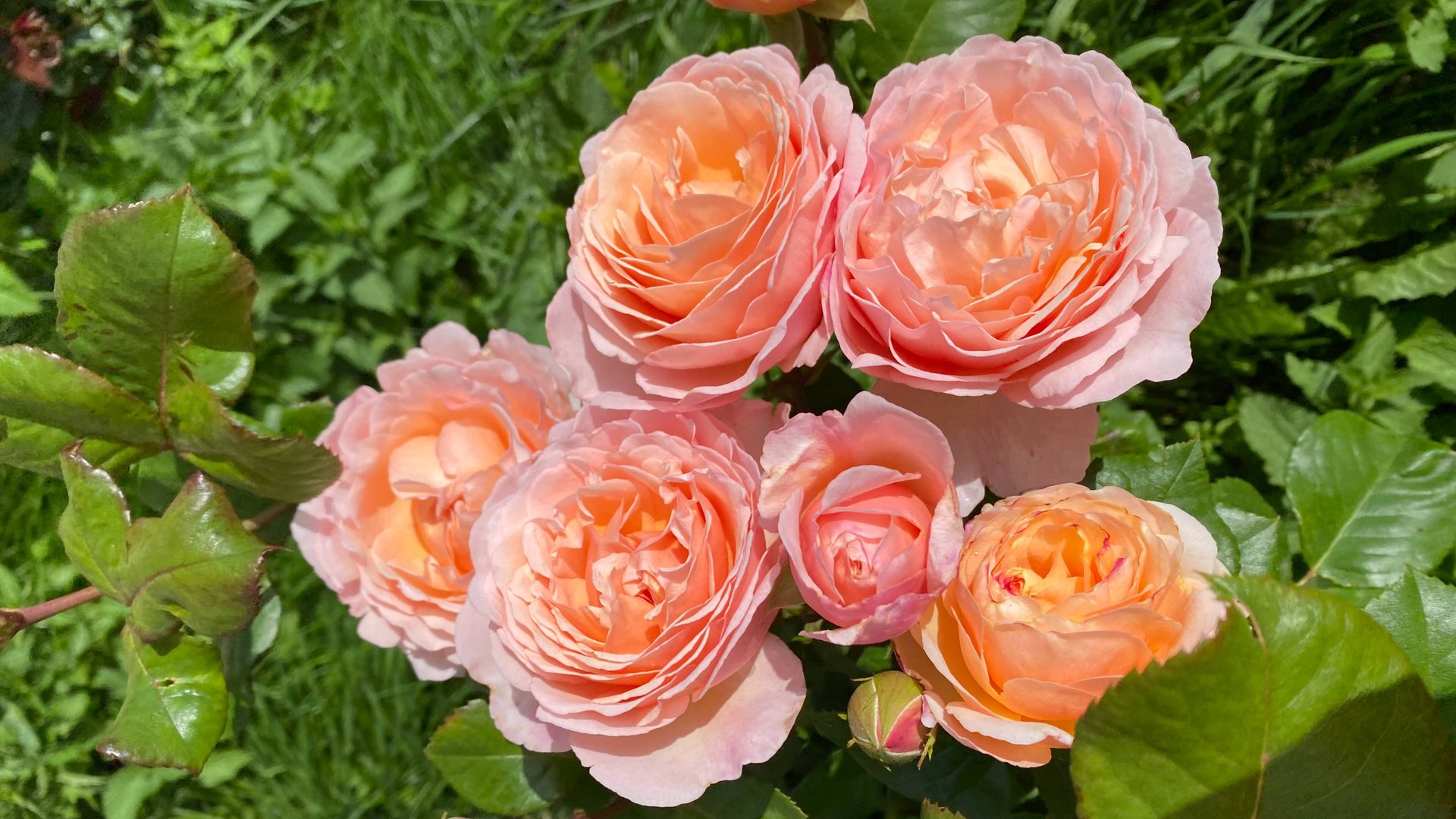 Роза Принцесса Шарлин де Монако, краткий отзыв о розе