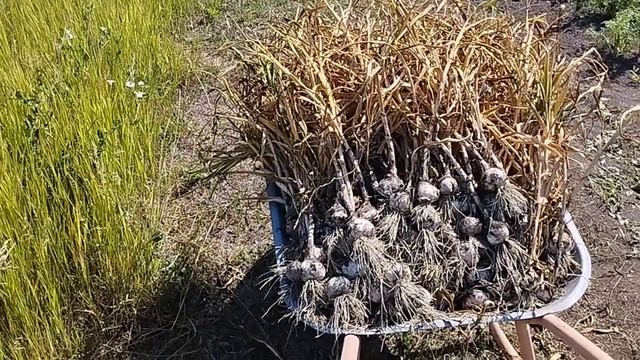 Уборка чеснока в 2025 году.