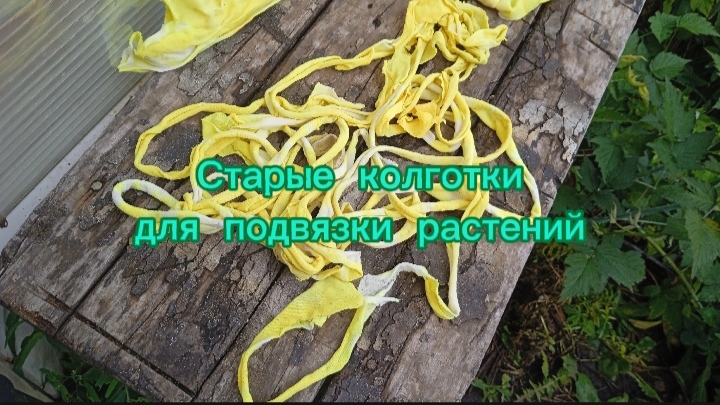 Лайфхак для огородников: старые колготки для подвязки растений
