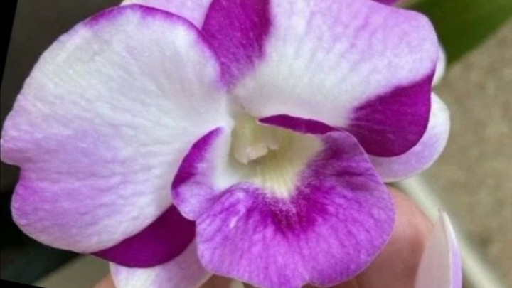 П12. Ч-7. Реанимация после потери большого ростика из-за остатков кокосового мня под корнями.