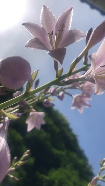 Как цветет цветок хоста      Показать как цветет хоста