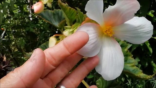 Будра, бегония и ...