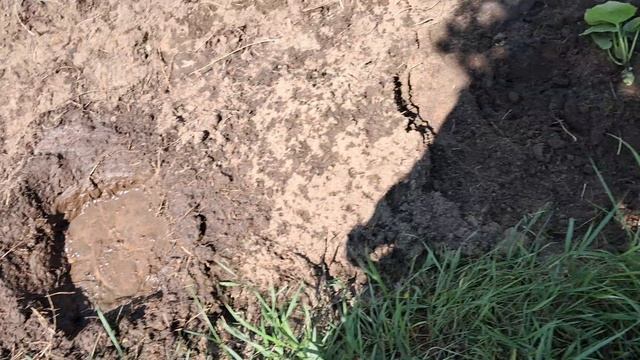 Пересадка тыковки, ч.2