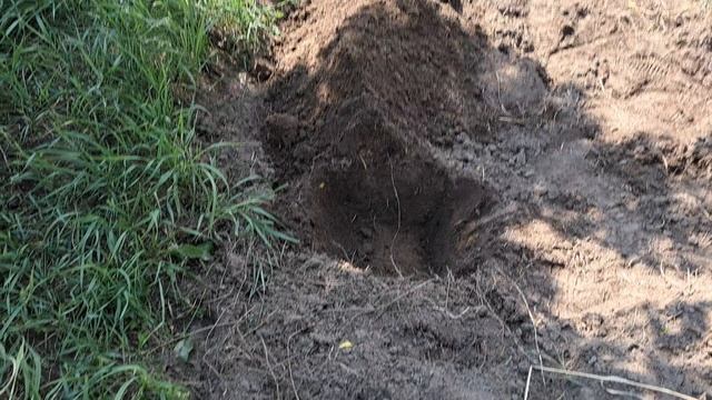 Пересадка тыковки, ч.1