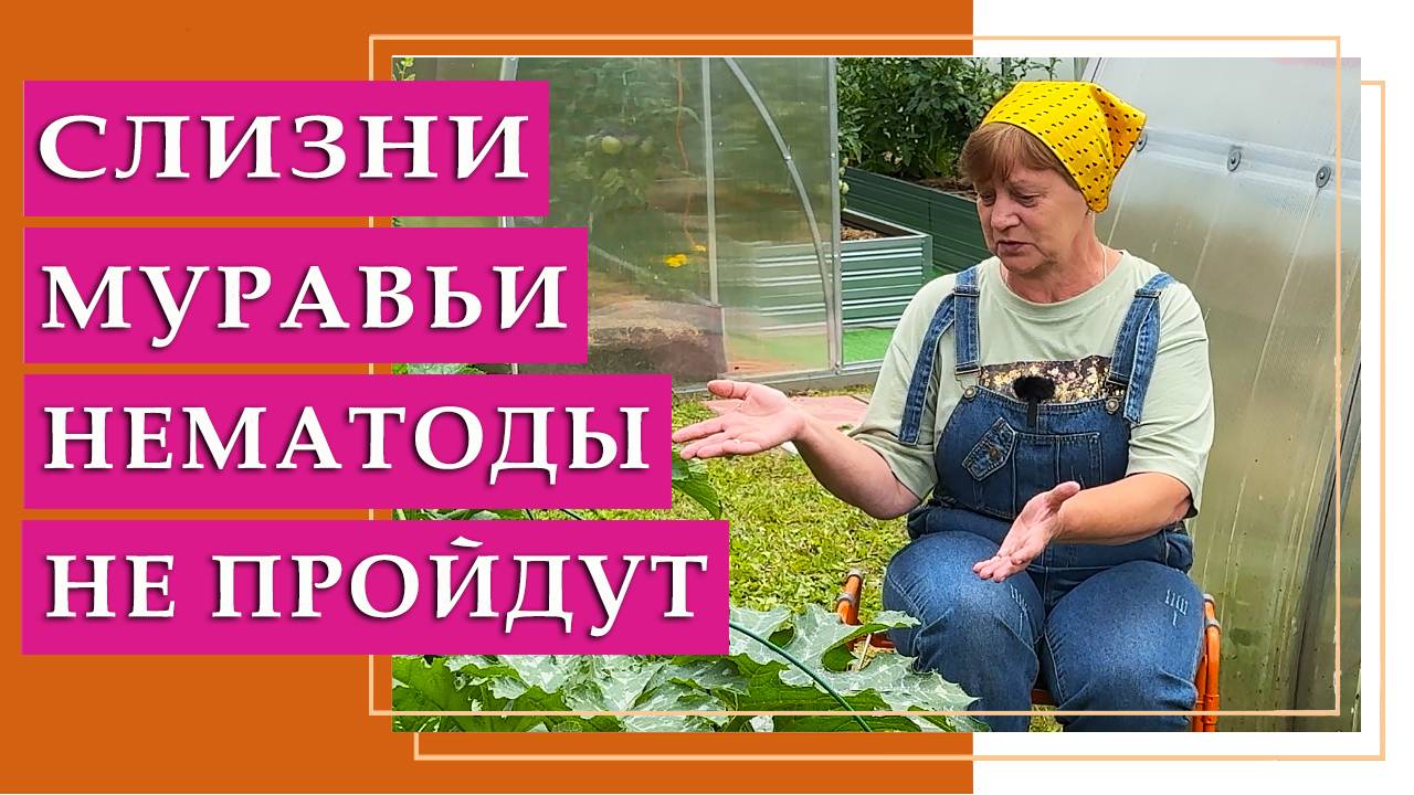 Избавляемся от слизней, муравьев и нематод просто и безопасно.