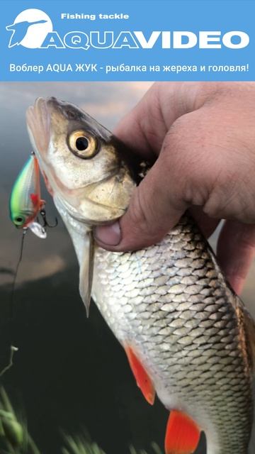 Воблер AQUA ЖУК - рыбалка на жереха и головля!