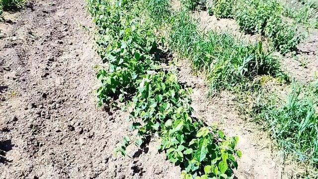 годится ли айвовый подвой для Сибири?