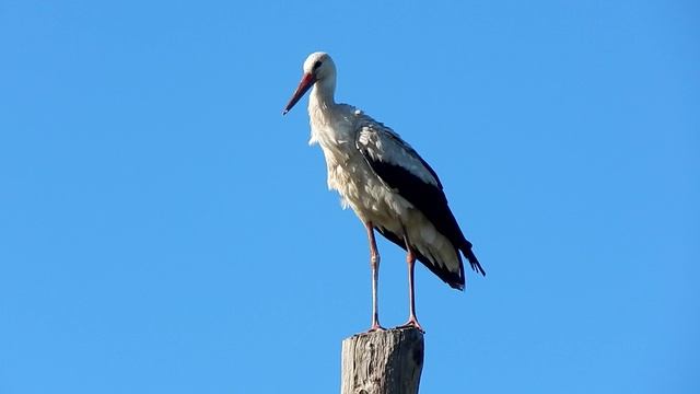 Аист на столбе