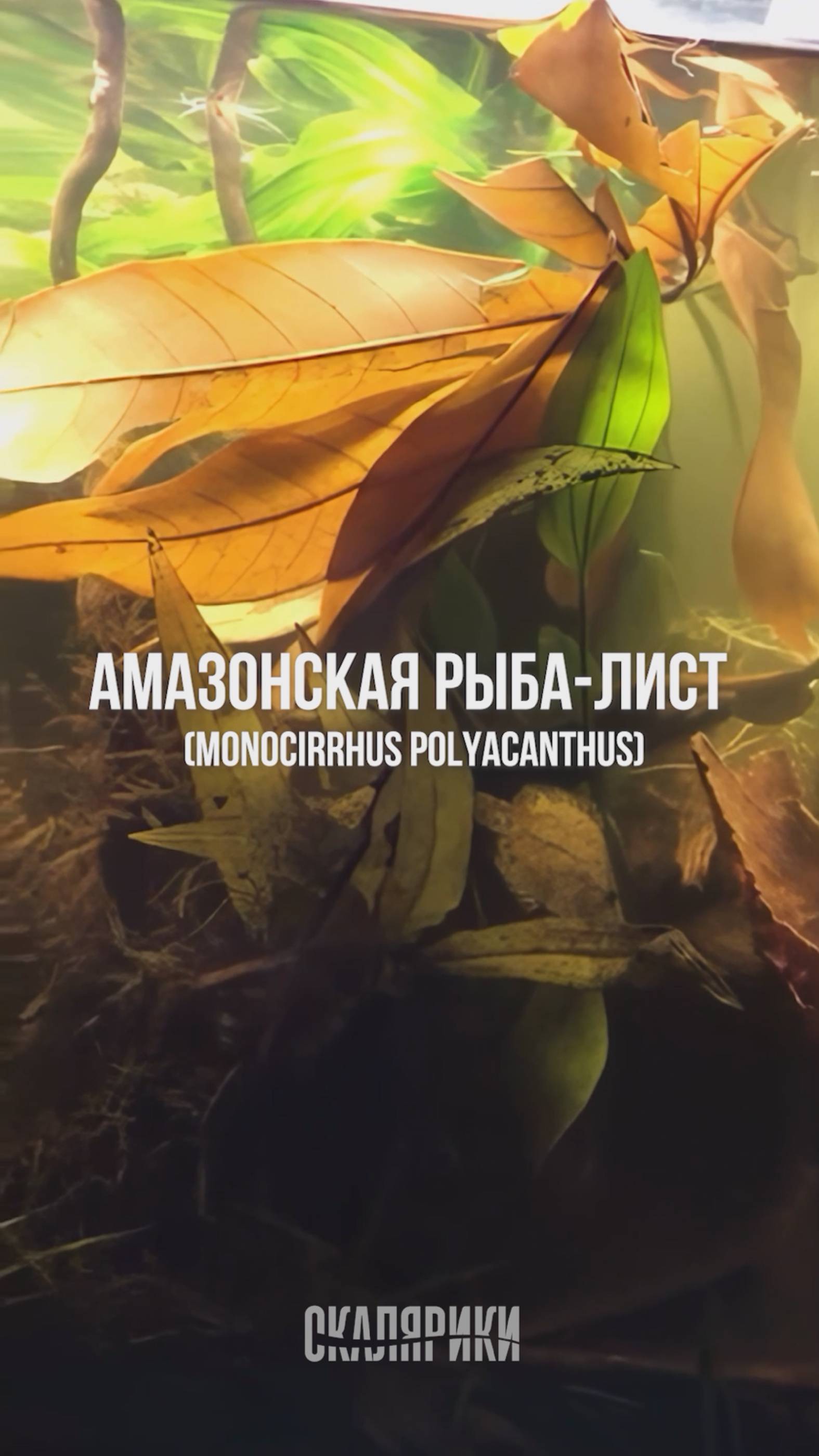 Амазонская рыба-лист