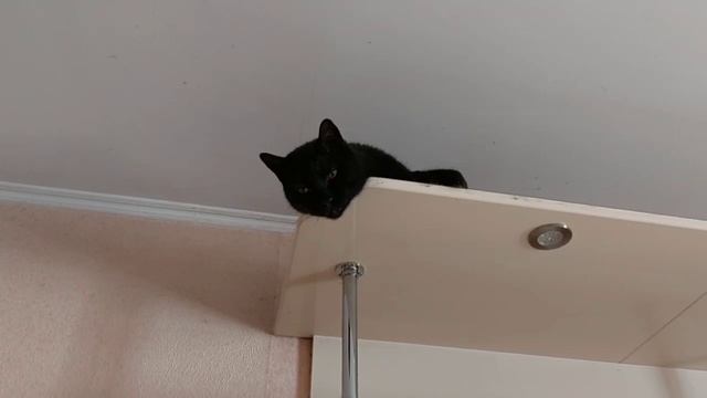 Фашист! Вредитель! А за что мы его должны любить ?