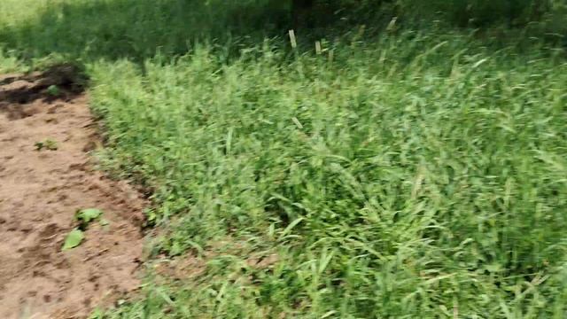 Пересадка тыковки, ч.3