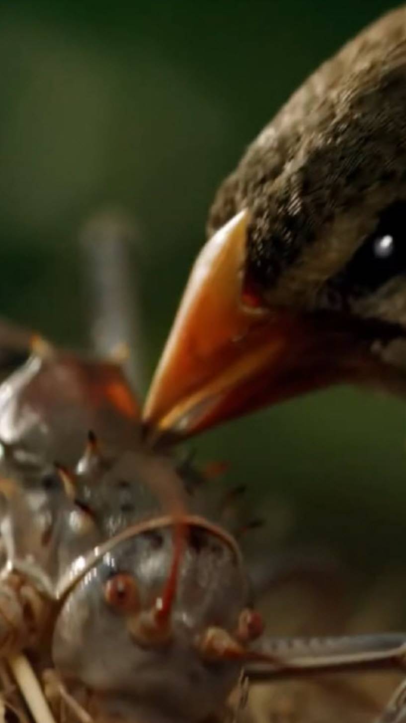 Мама-птица против армии монстров! Успеет ли спасти птенцов