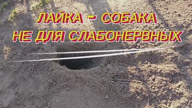 Лайка - собака не для слабонервных 🤗