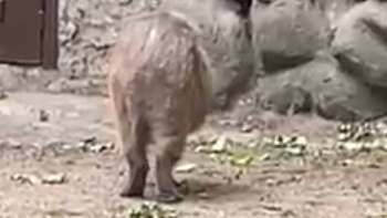 Капибара осмелилась и вышла из павильëна.Настоящия капибара из Калининградского Зоопарка.Выпуск 2#