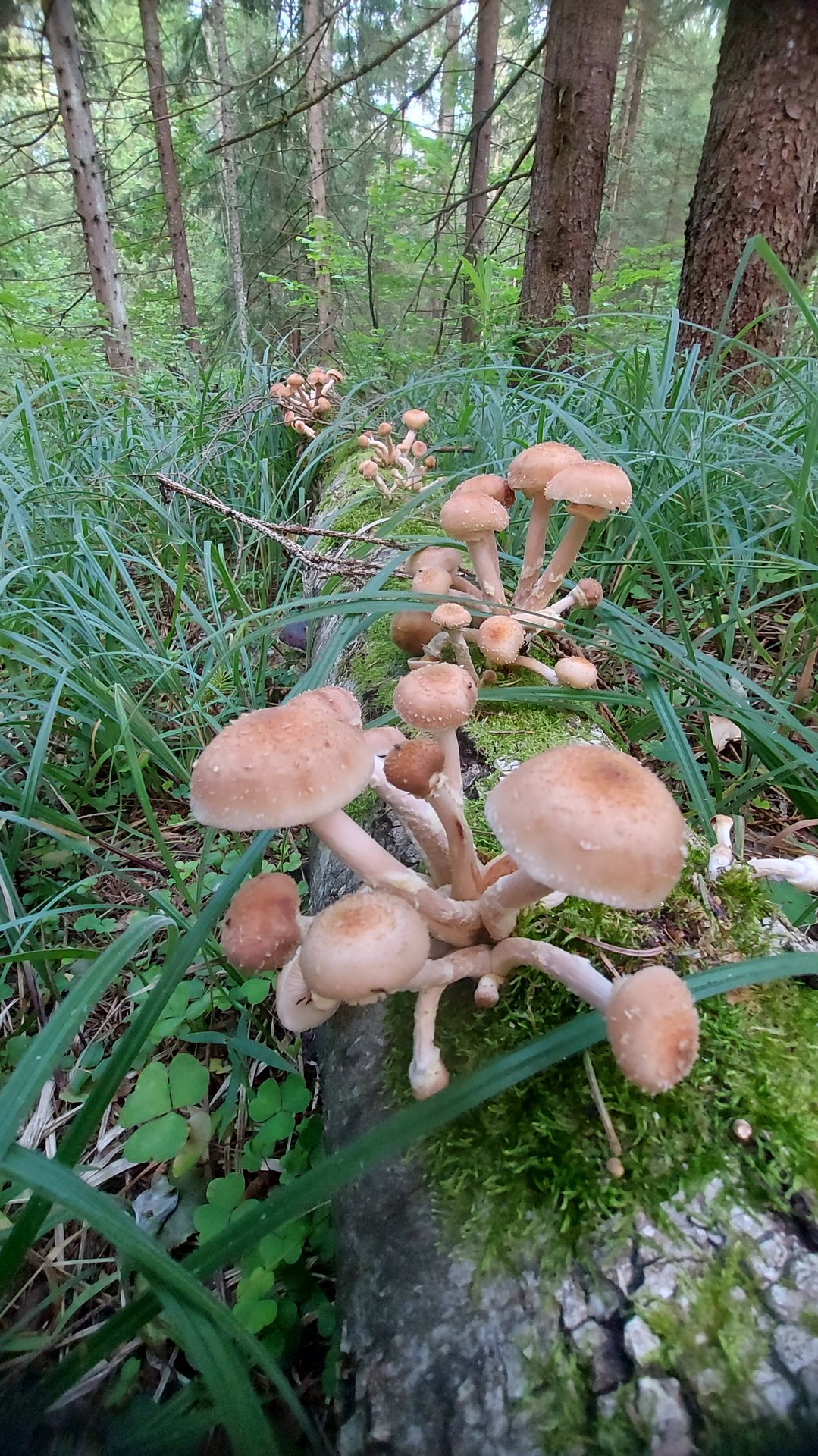 Ура!🍄 Опята пошли в Подмосковье🍃8 июля 2025🌿 Все в лес за грибами!🌲🌳