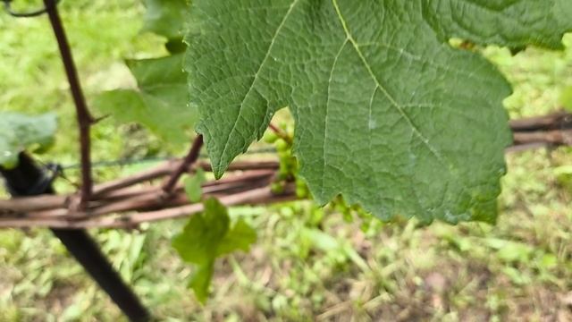 Виноград Зилга Два разных Сорта