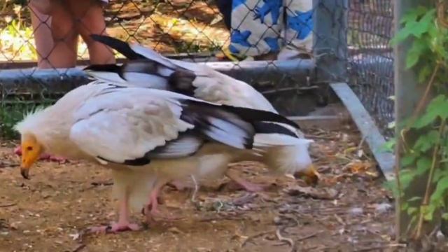 💚 Обогащение среды для стервятников в неволе