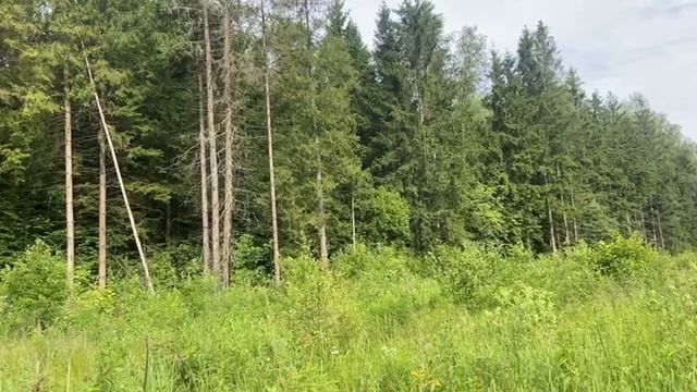 Шишки из леса для растопки самовара