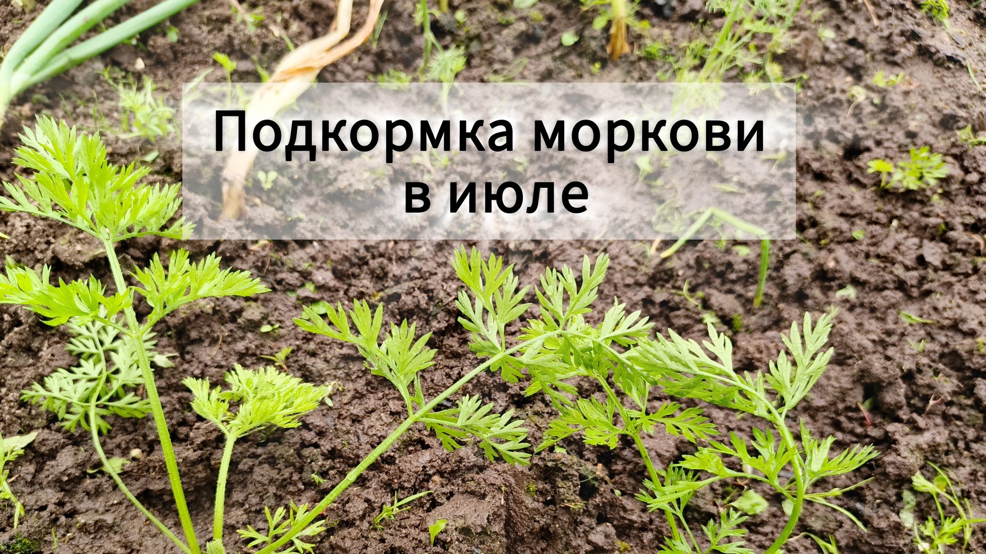 Турбо подкормка моркови в июле. Не зола