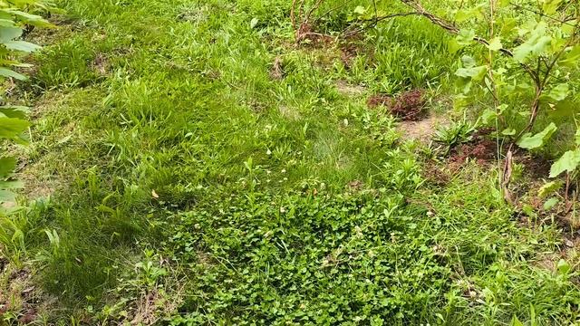 Виноград Косим Траву