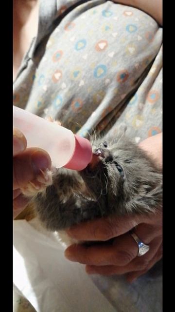 Мура и "макароны"