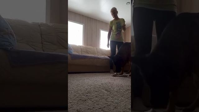 Овчарка убирает в доме. Баларис АЙНА БРАЙТ СТАР