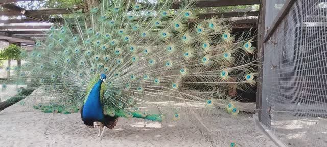 Парк лога Ростовская область Большевистская улица, 77
х. Старая Станица