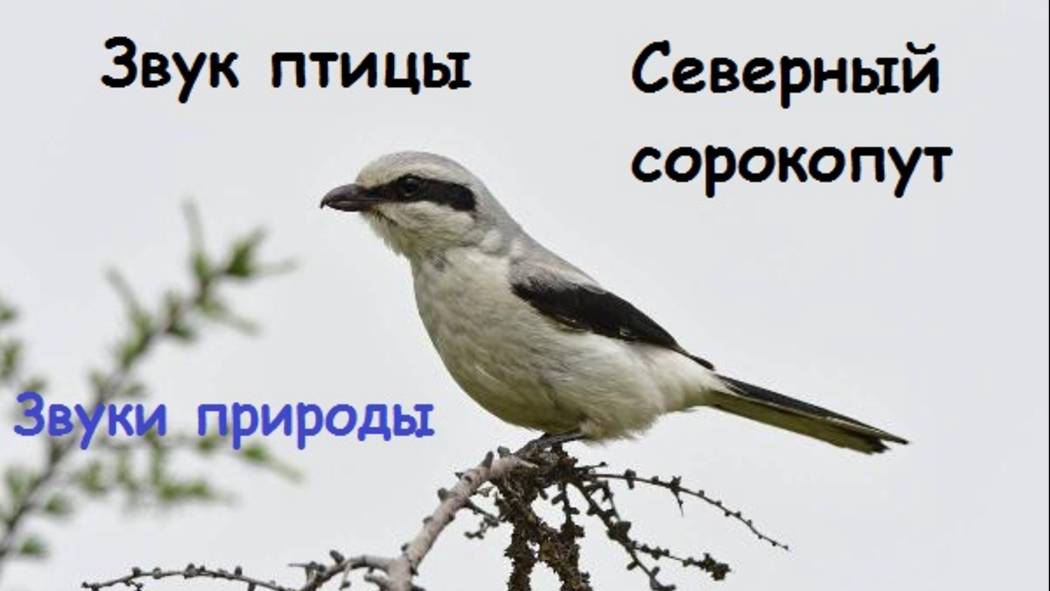 Звук птицы. Северный сорокопут. Звуки природы